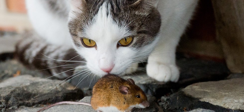 Gouvernement des chats au pays des souris, pourquoi continuons nous à ...