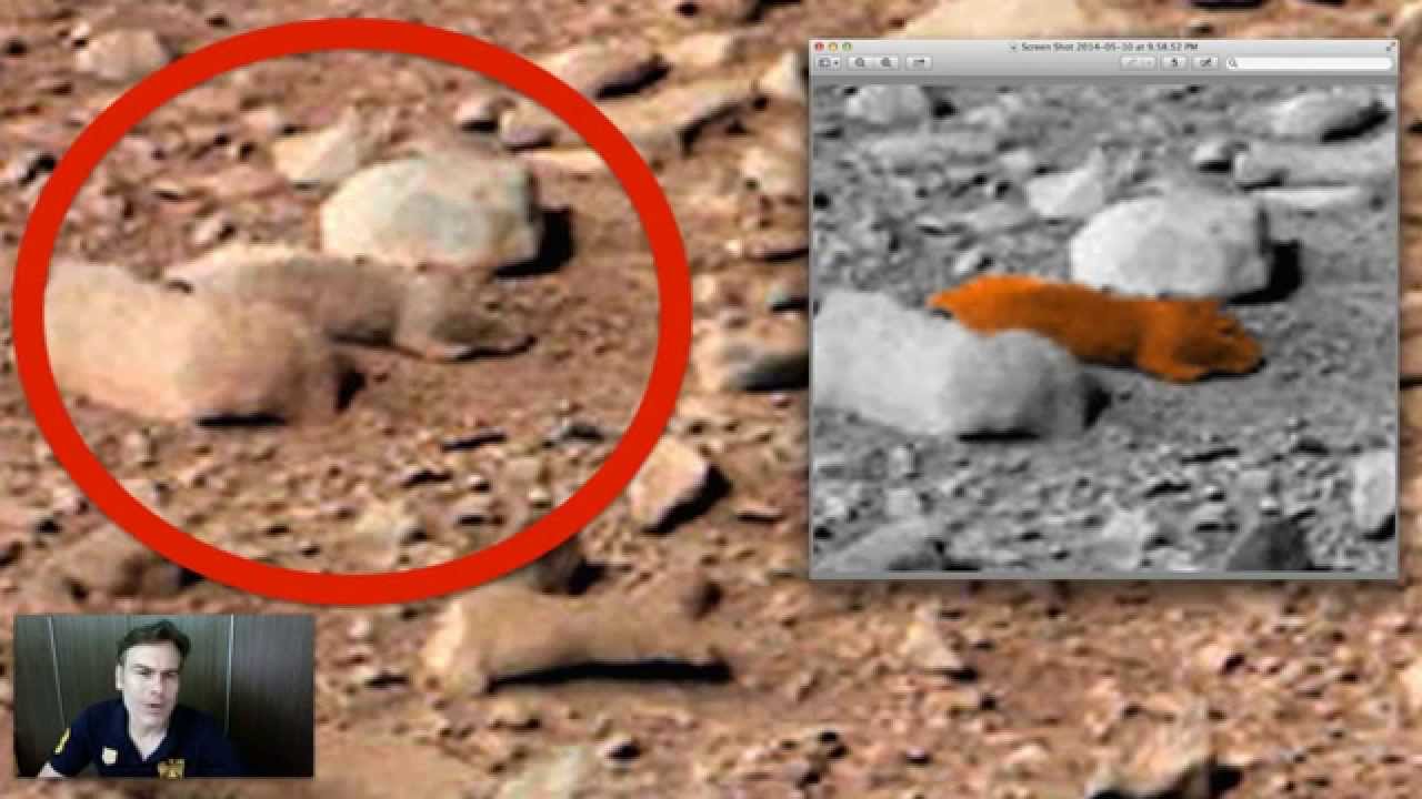 Un lemming arctique sur Mars ou des photos de Mars bidonnées ? | Lève ...
